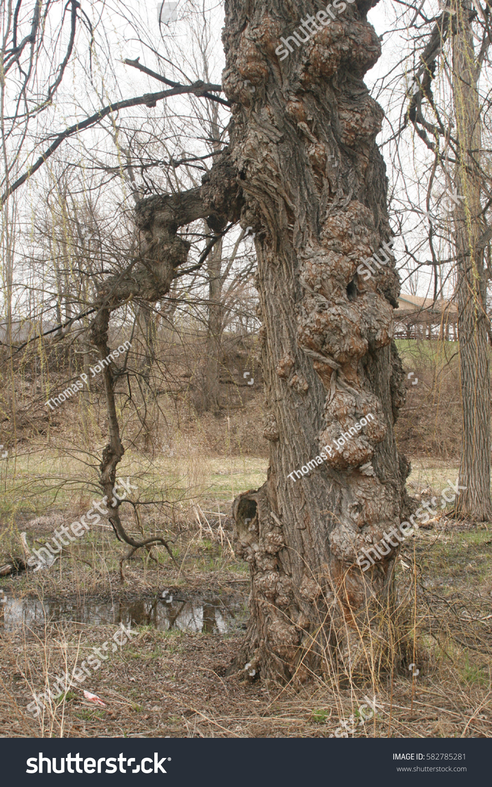 Ugly tree : 10 253 photos et images de stock | Shutterstock