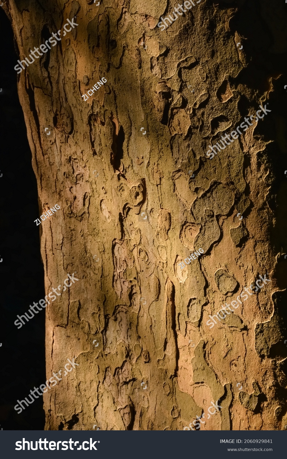 Tree Trunk Texture Closeup Sun Stock Photo (Edit Now) 2060929841
