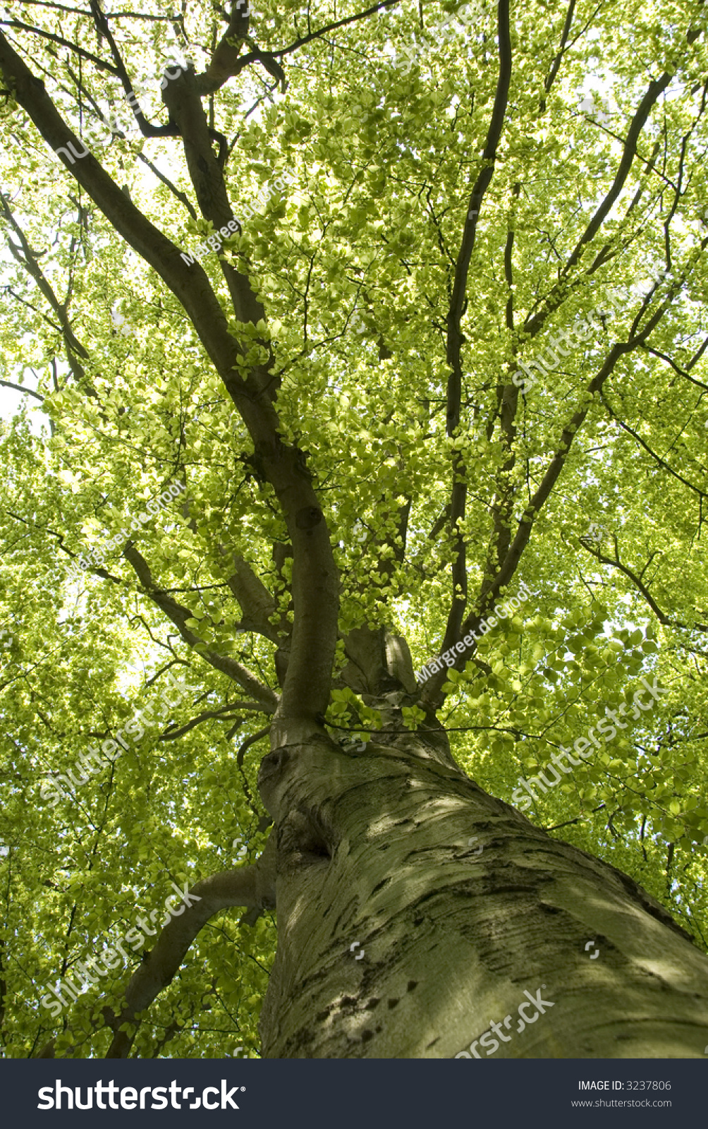 Tree Viewed From Below Stock Photo 3237806 : Shutterstock