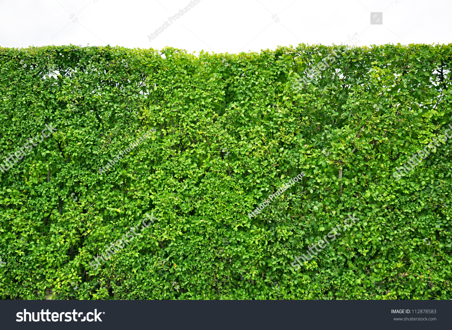 Tree Wall Background Stock Photo 112878583 | Shutterstock