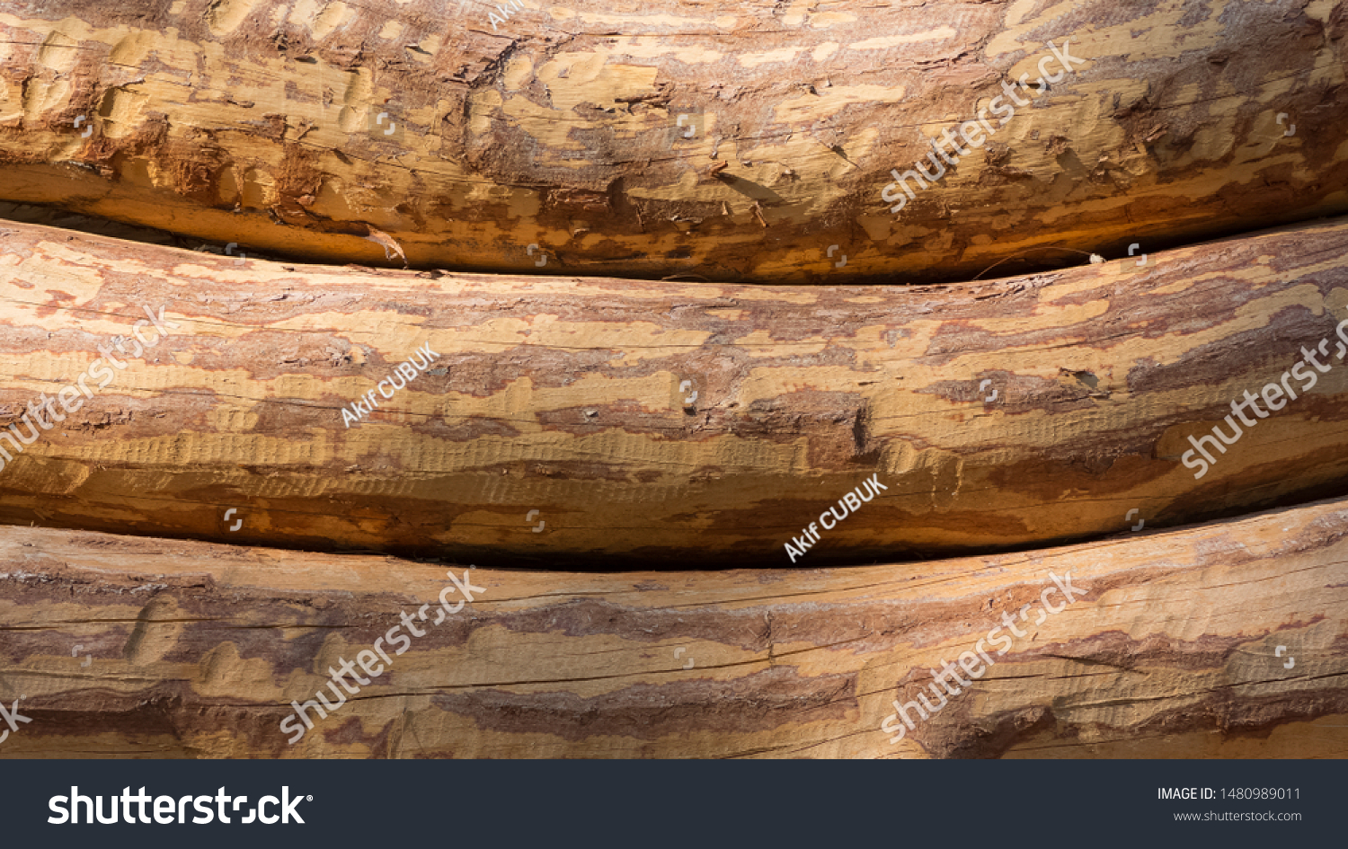 Trees Tree Shells Spectacular Patterns Stock Photo 1480989011 ...