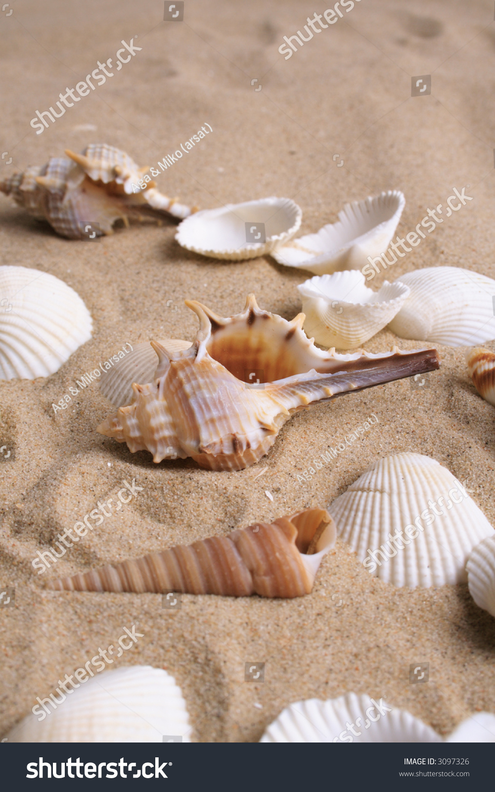 Tropical Shells Stock Photo (Edit Now) 3097326