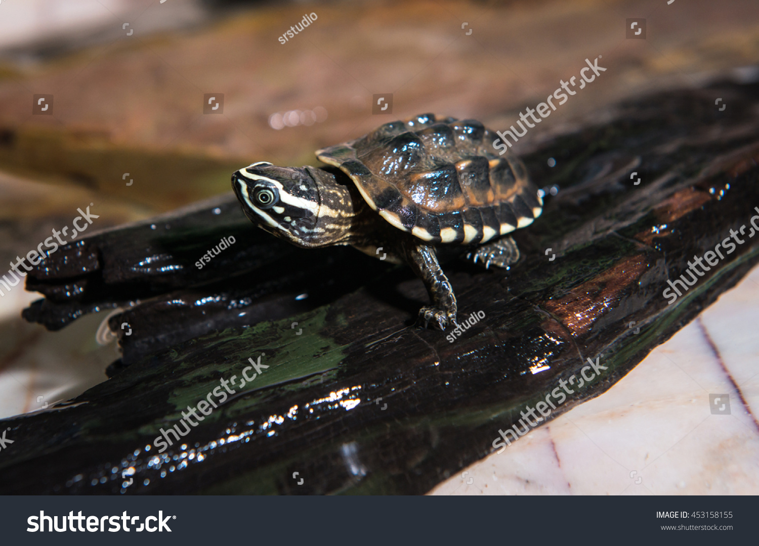 776 Mini turtles Images, Stock Photos & Vectors | Shutterstock