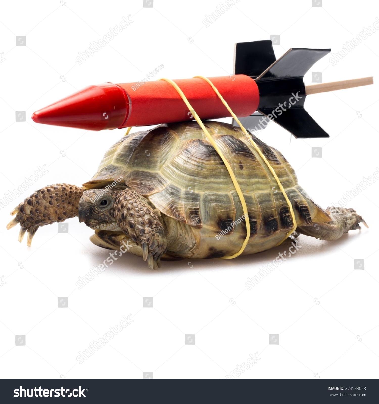 Turtle Rocket Bizarre Stock Photo (Edit Now) 274588028