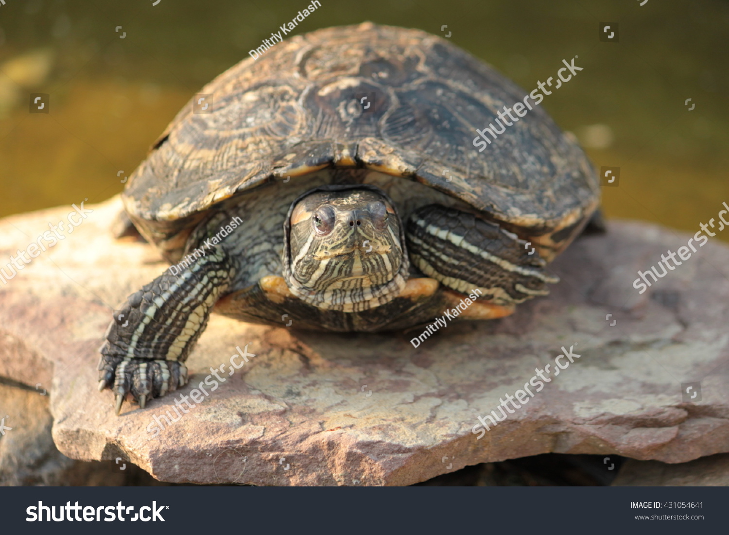 Turtle Sunbathing Stock Photo 431054641 | Shutterstock