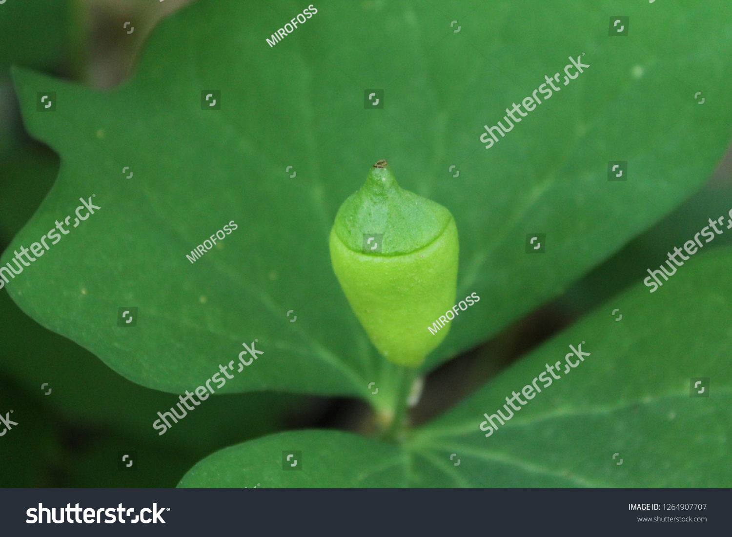Twinleaf Sample Image Stock Photo 1264907707 | Shutterstock