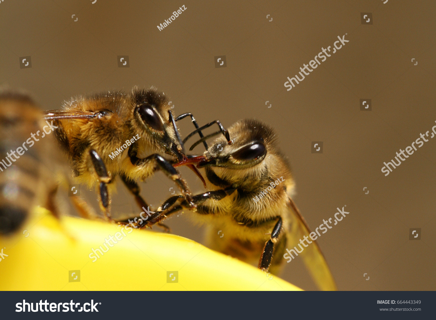 1,487 Bee fighting Images, Stock Photos & Vectors | Shutterstock