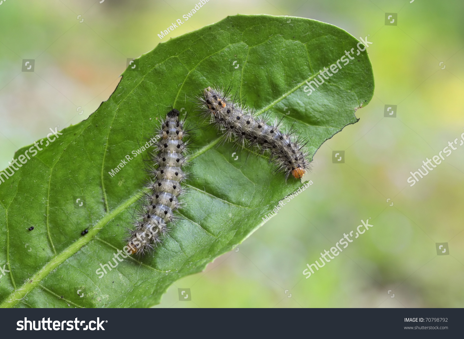 2,567 imágenes de Two caterpillars - Imágenes, fotos y vectores de stock | Shutterstock
