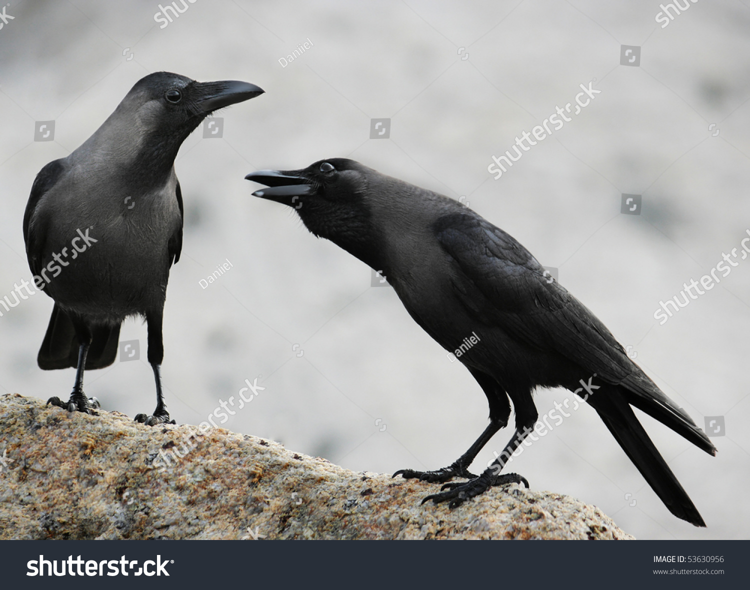 Two Crows Stock Photo 53630956 | Shutterstock