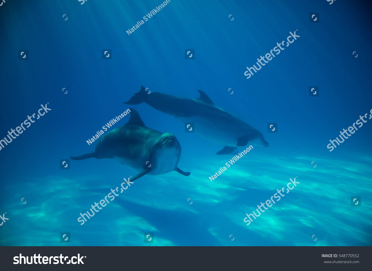 1 Dolphin looks ahead Images, Stock Photos & Vectors | Shutterstock