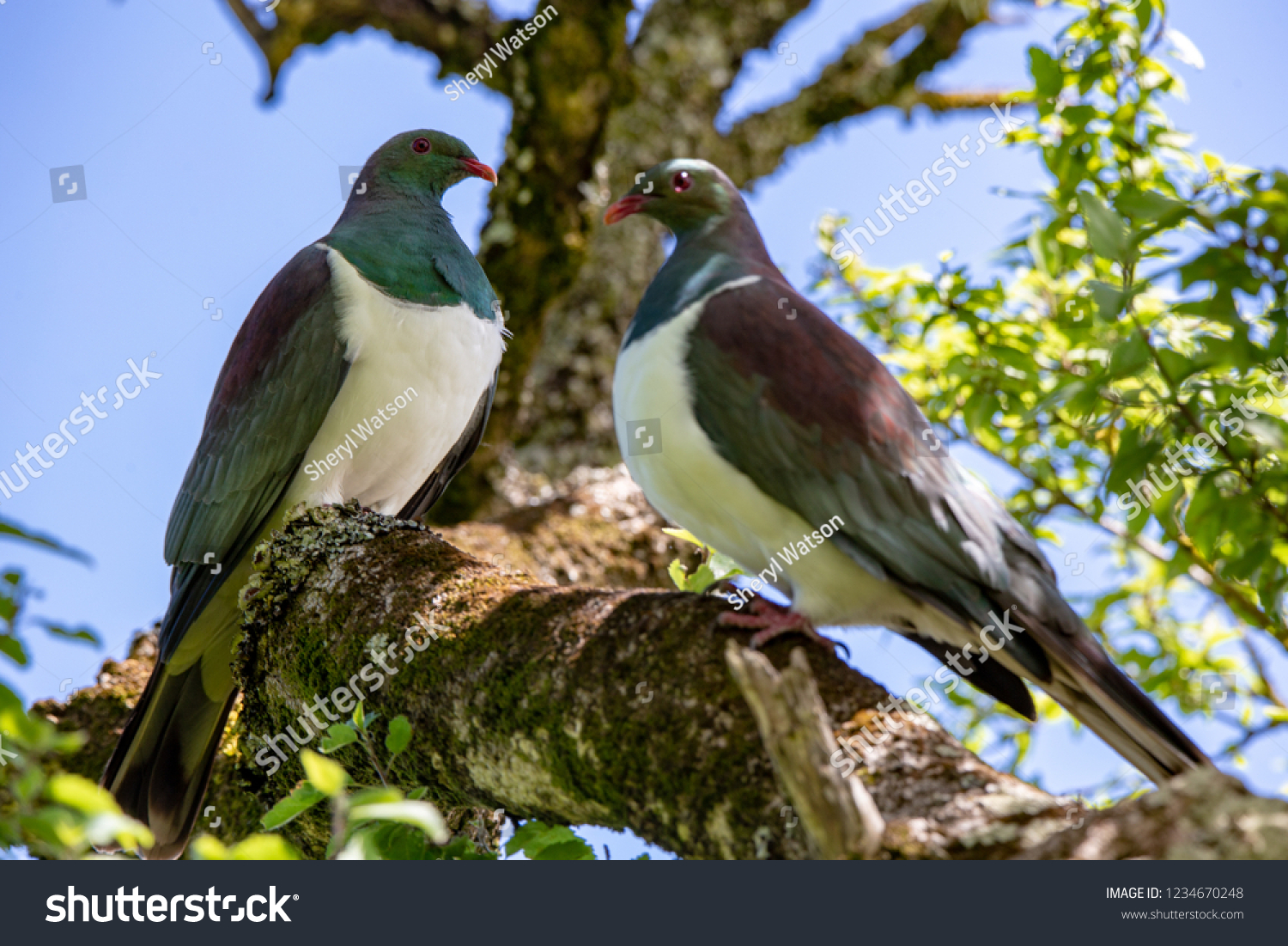 Two Kereru Wood Pigeons Perch Native Foto Stok 1234670248 | Shutterstock Two Kereru Wood Pigeons Perch Native Foto Stok 1234670248 | Shutterstock