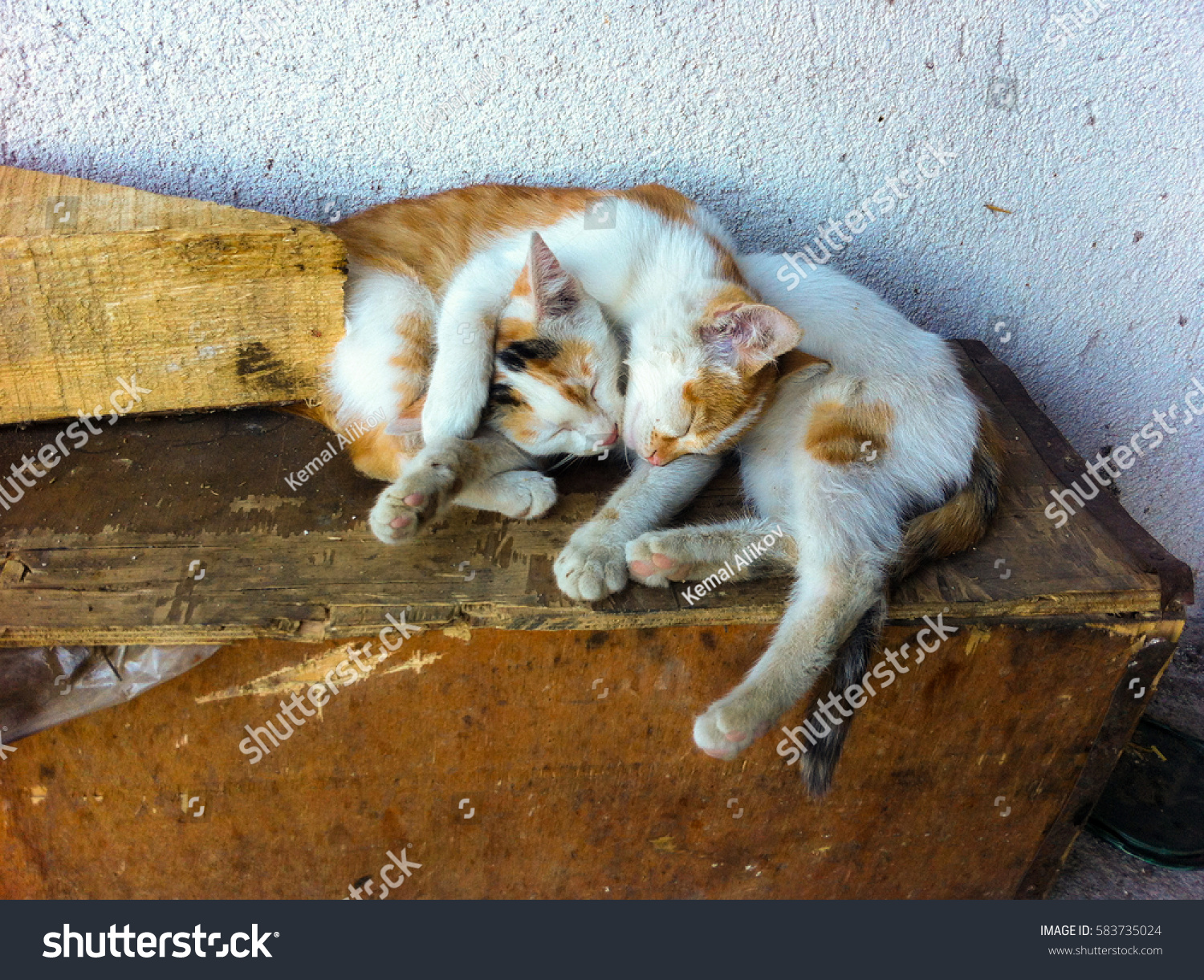Two Lazy Cats Laying Hugging Each Stock Photo 583735024 | Shutterstock