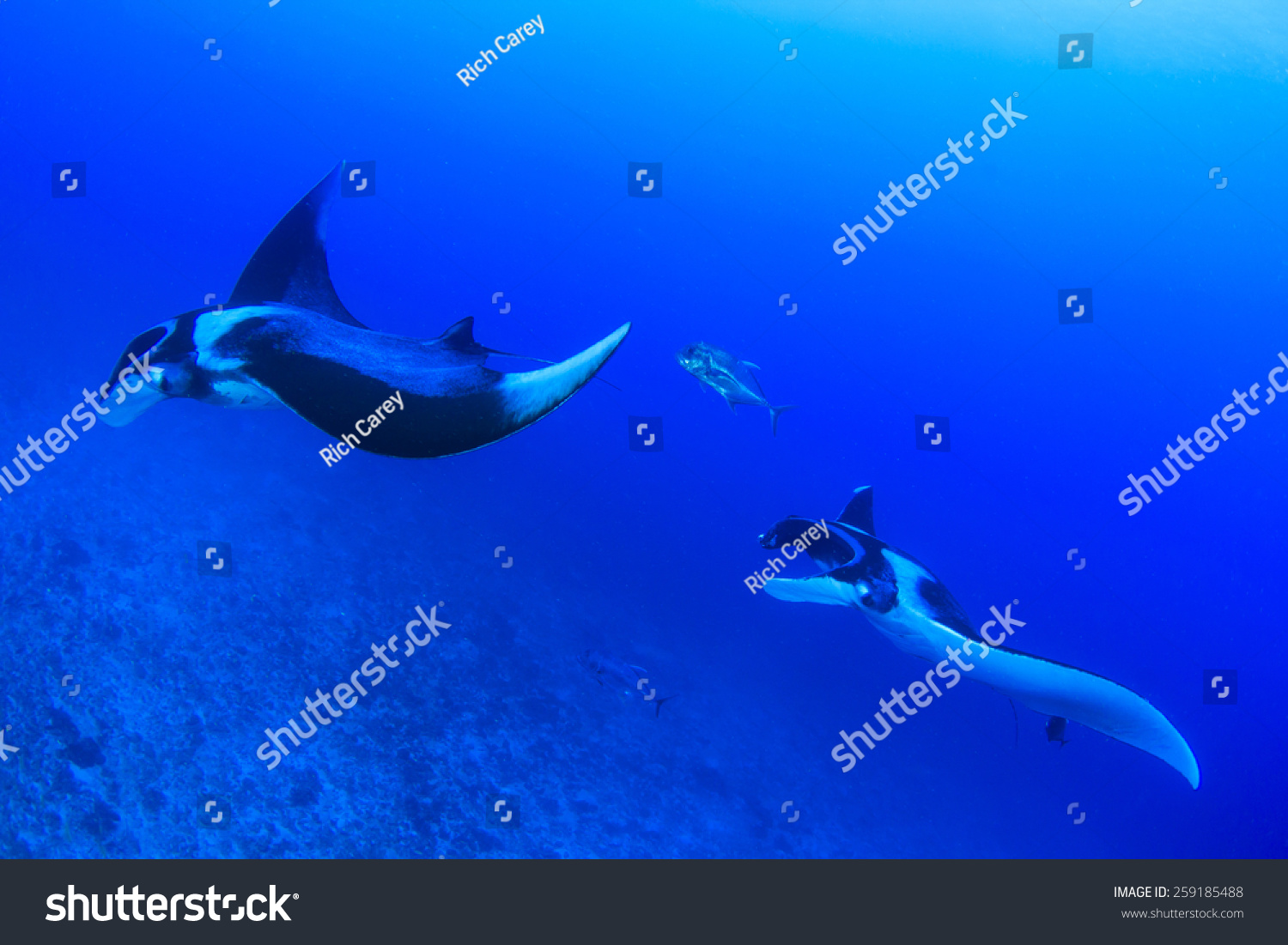 Two Manta Rays Stock Photo (Edit Now) 259185488