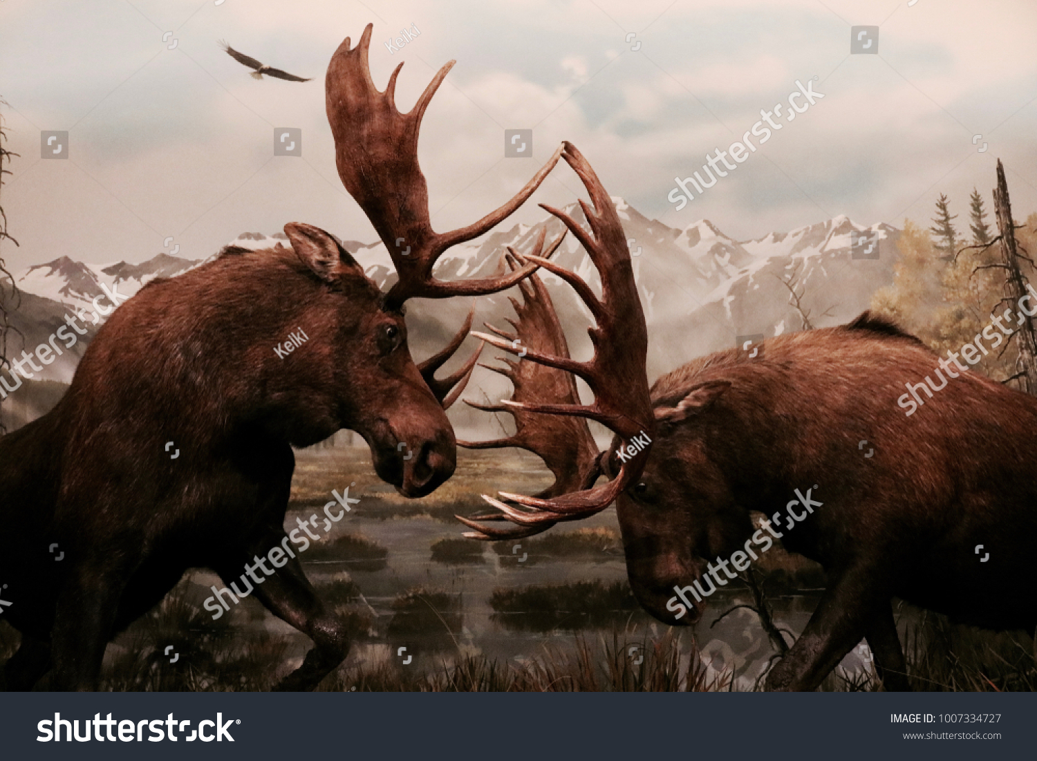 770 Moose fight Images, Stock Photos & Vectors | Shutterstock