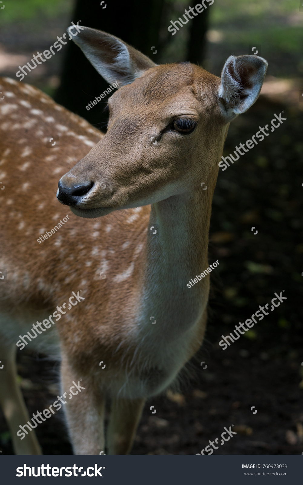 Various Animals Composition Stock Photo 760978033 | Shutterstock