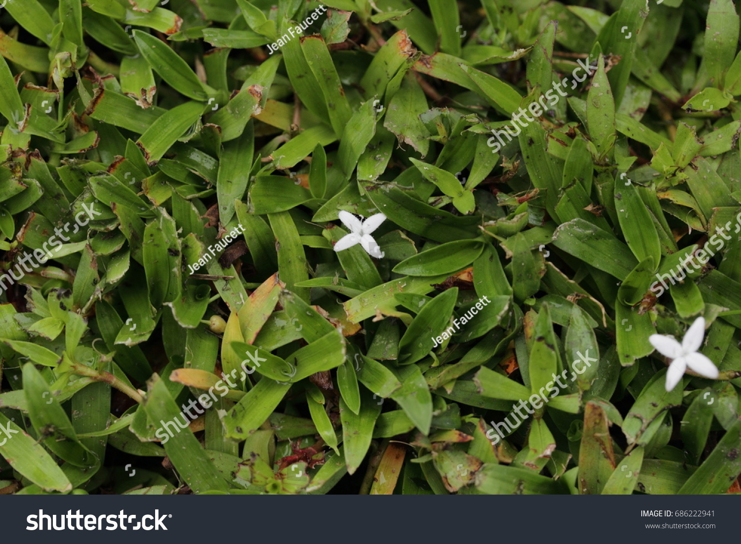 12 Virginia buttonweed Images, Stock Photos & Vectors | Shutterstock