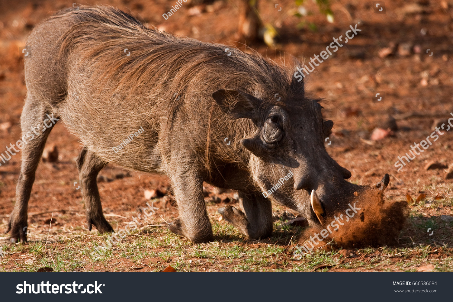 Warthog Digging Stock Photo 666586084 | Shutterstock