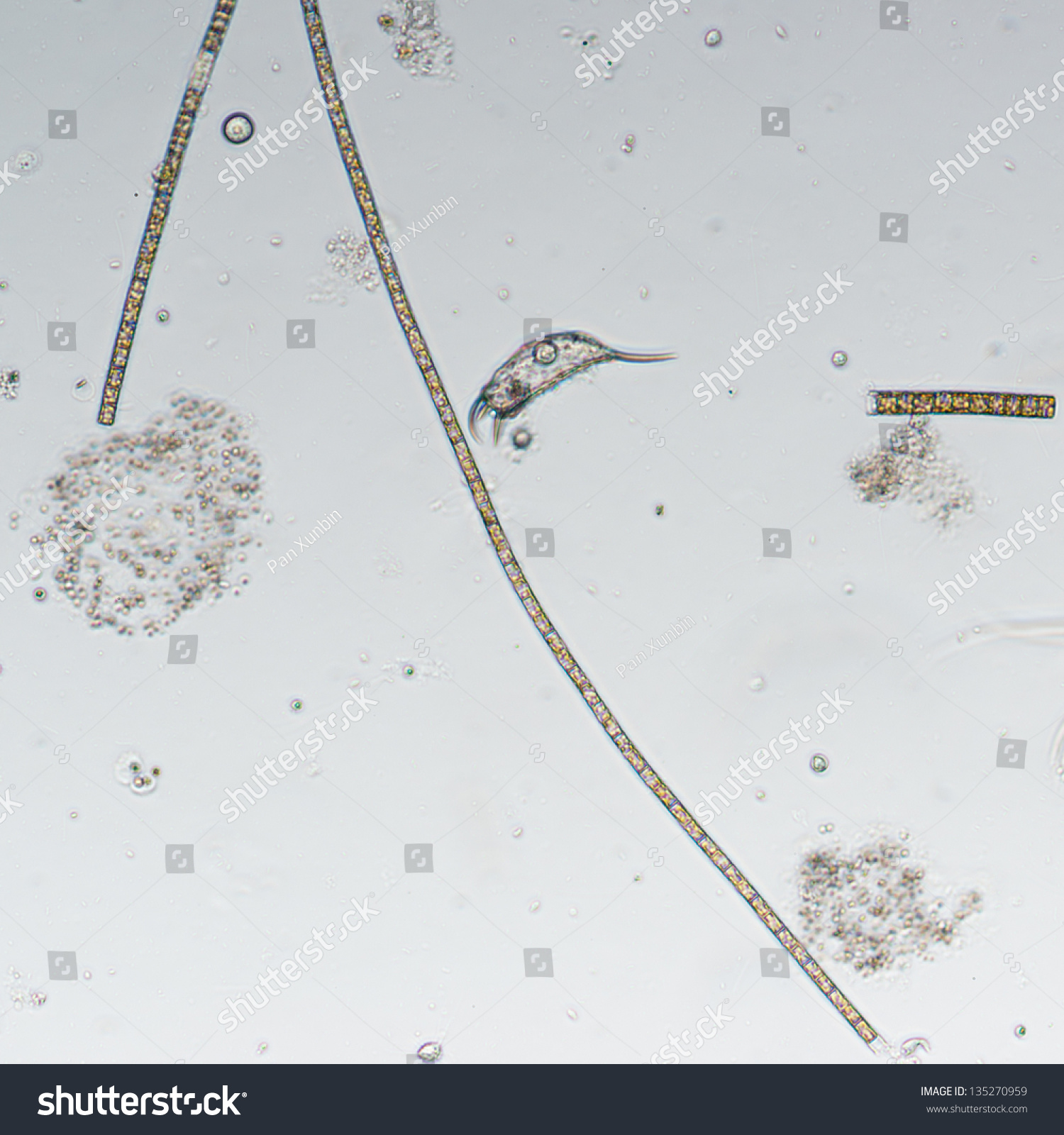 Unicellular Algae Microscope
