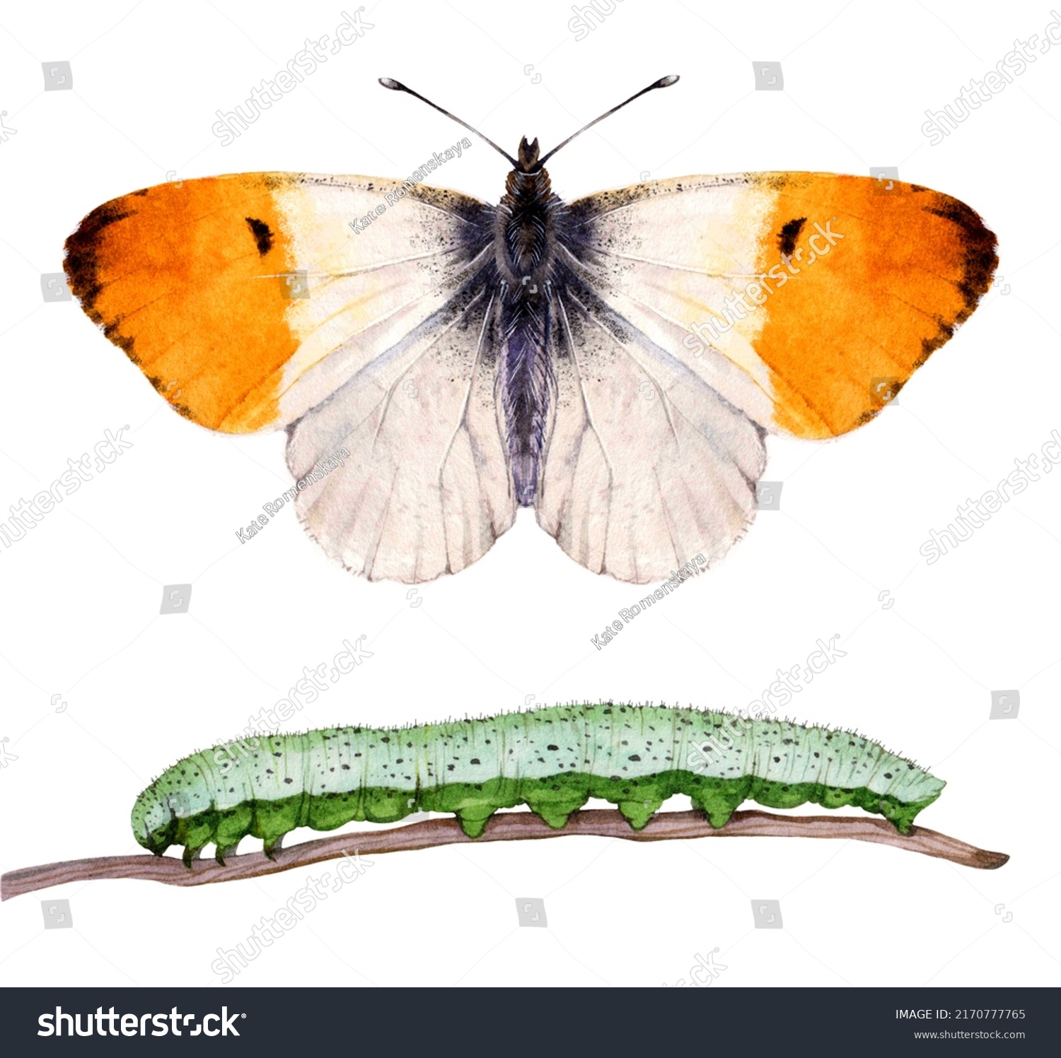 Watercolor Orange Tip Butterfly Caterpillar Anthocharis Stock