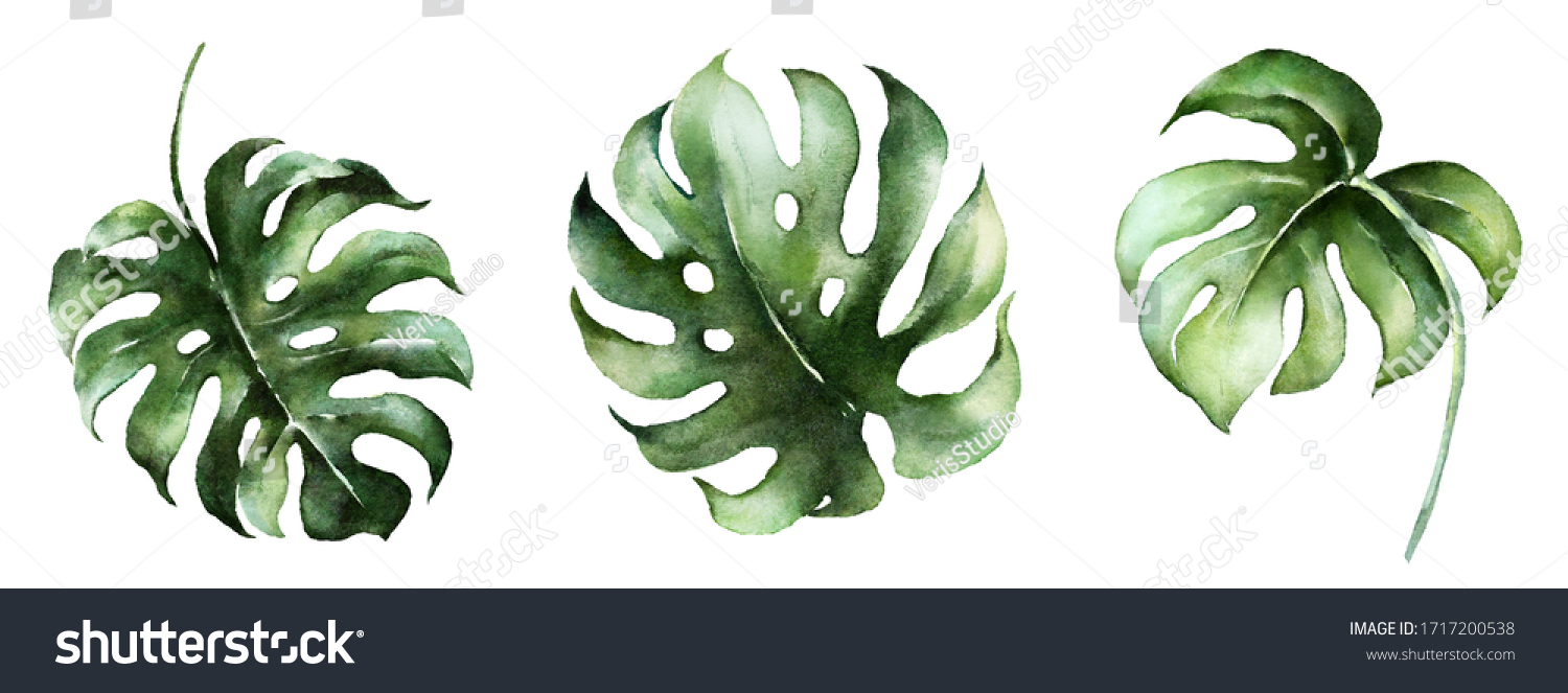Watercolor Tropical Floral Illustration Set Green 库存插图 1717200538