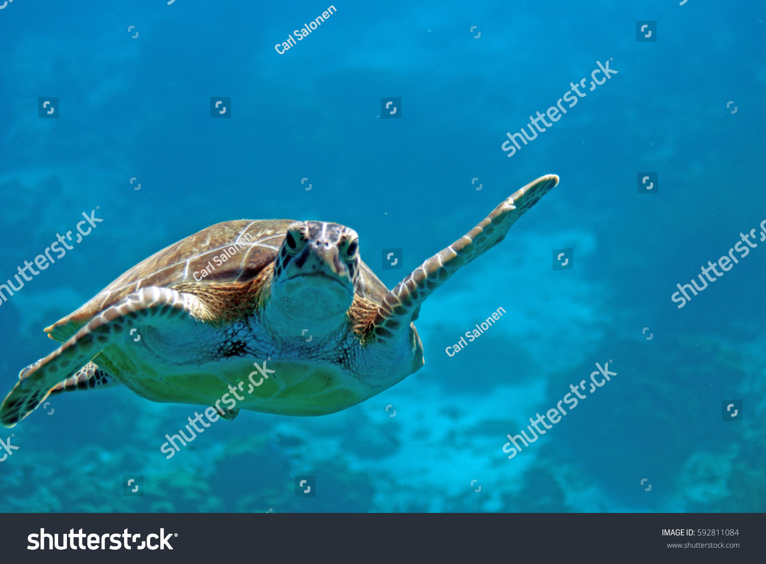 Waving Turtle Stock Photo 592811084 | Shutterstock