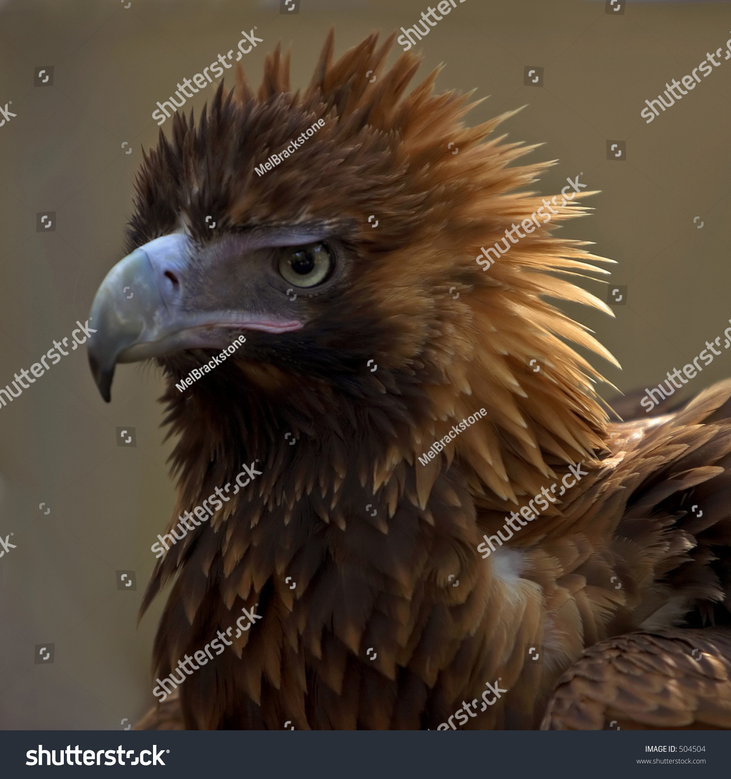 30 Australian wedgetail eagle 이미지, 스톡 사진 및 벡터 | Shutterstock