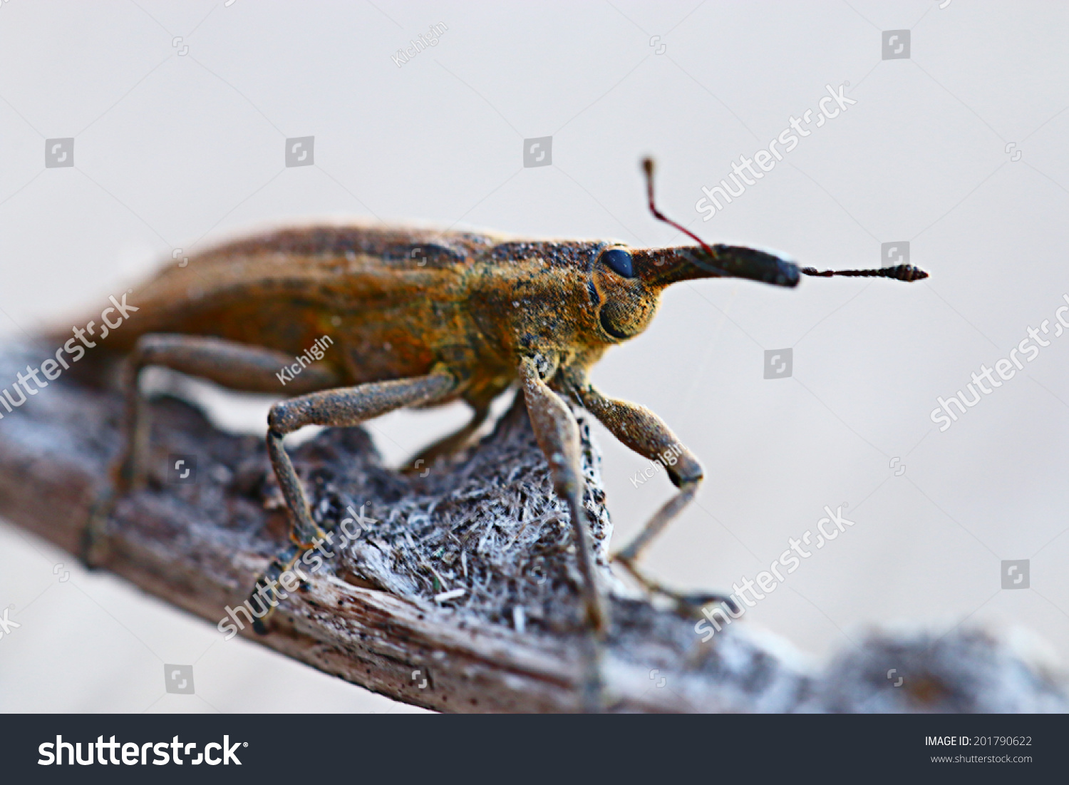 Weevil Beetle Macro Stock Photo (Edit Now) 201790622