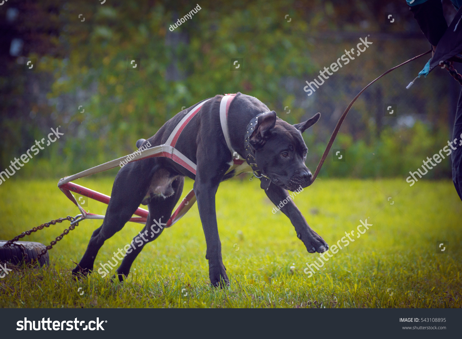 13,120 Pulled by dog Images, Stock Photos & Vectors | Shutterstock