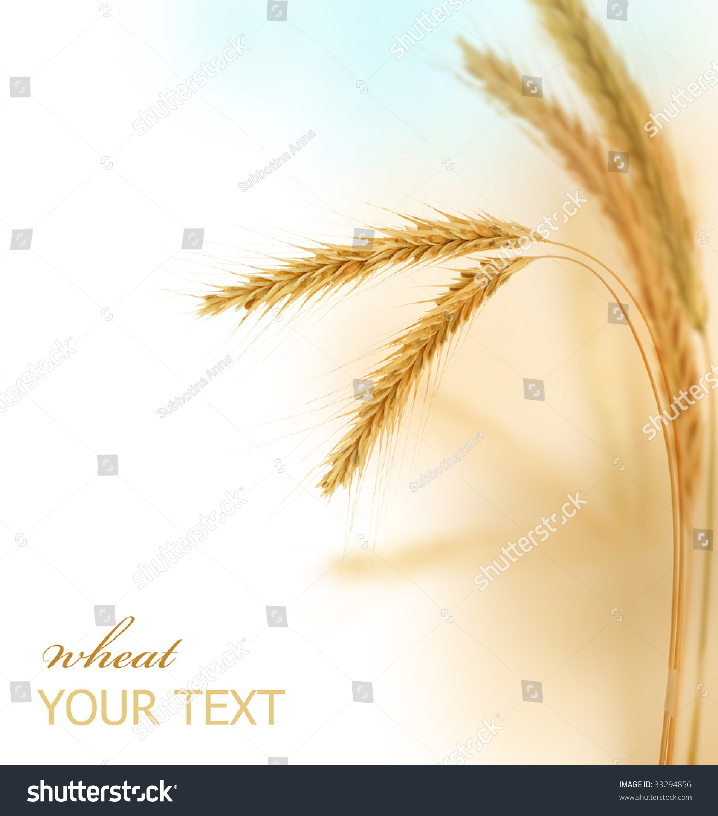 Wheat Border Stock Photo 33294856 : Shutterstock