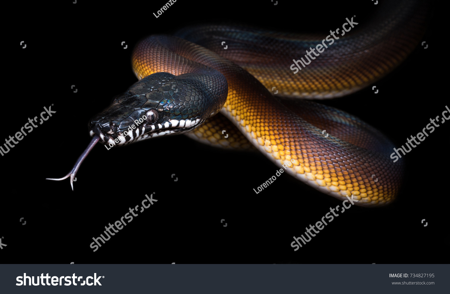 116,958 Snake black background Bilder, Stockfotos und Vektorgrafiken ...