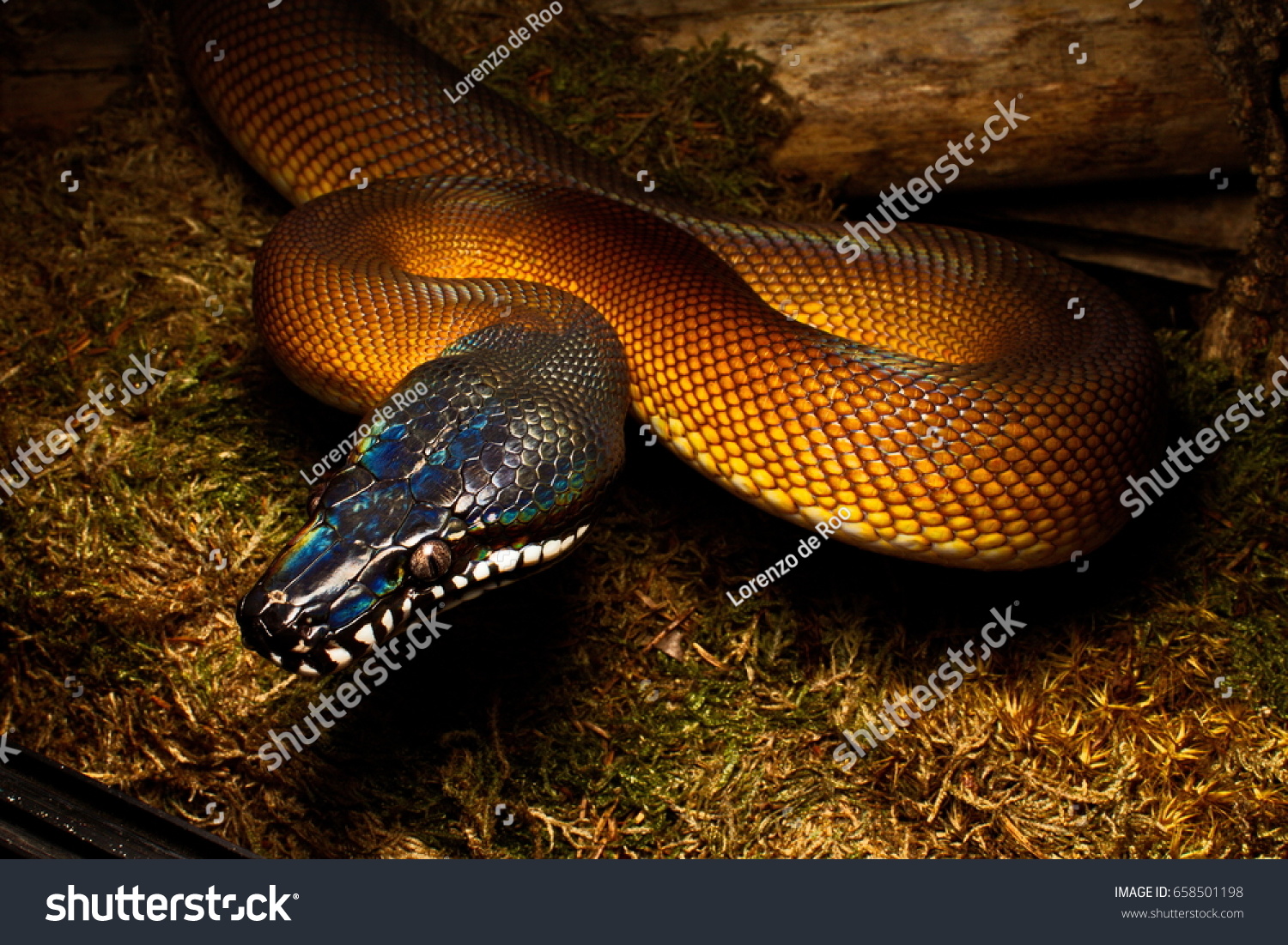 Leiopython Images, Stock Photos & Vectors | Shutterstock
