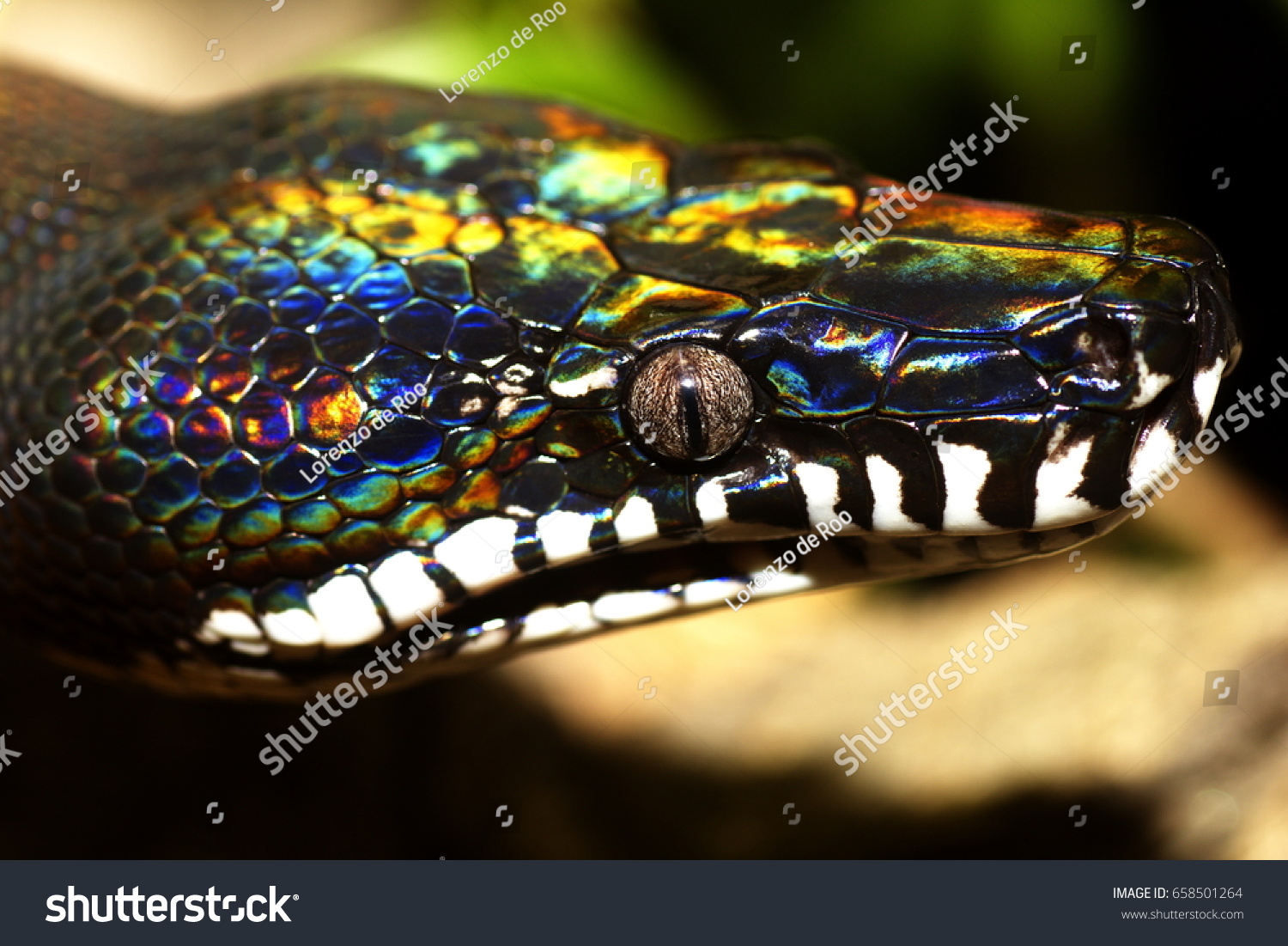 202 imágenes de White lipped python - Imágenes, fotos y vectores de ...