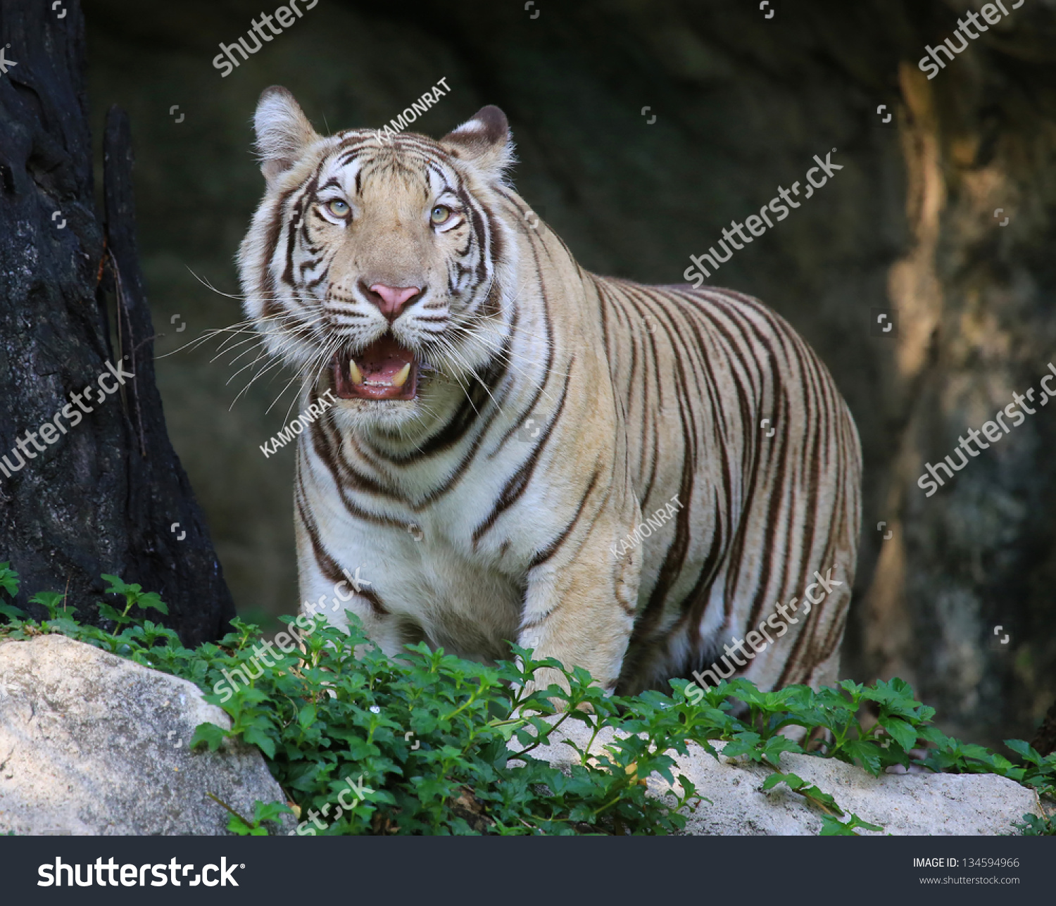 White Tiger Walking Stock Photo (Edit Now) 134594966 White Tiger Walking Stock Photo (Edit Now) 134594966