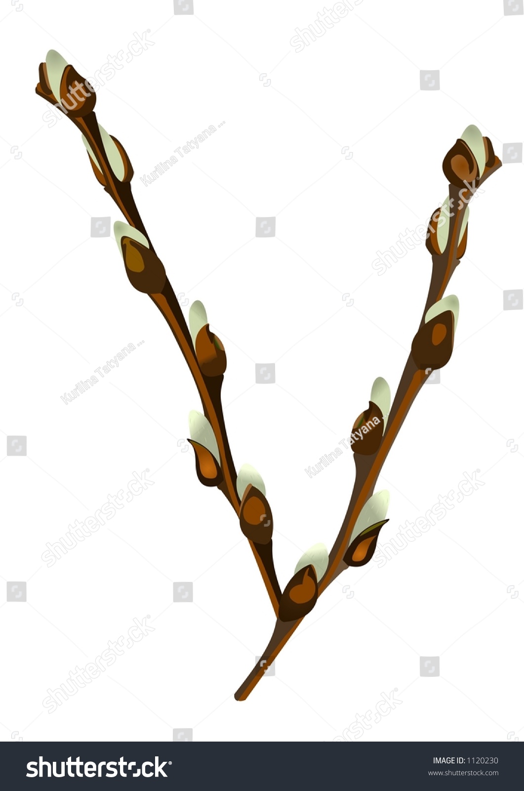 Willow Drawing Stock Illustration 1120230