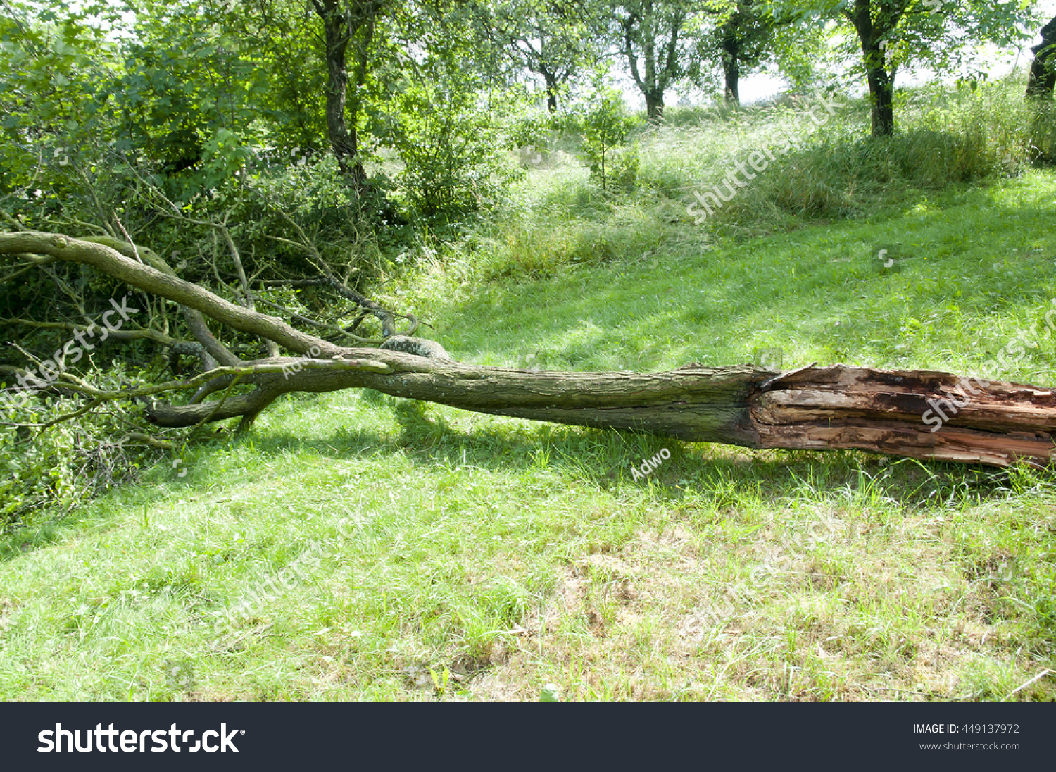 Windblown Fallen Tree Stock Photo 449137972 - Shutterstock