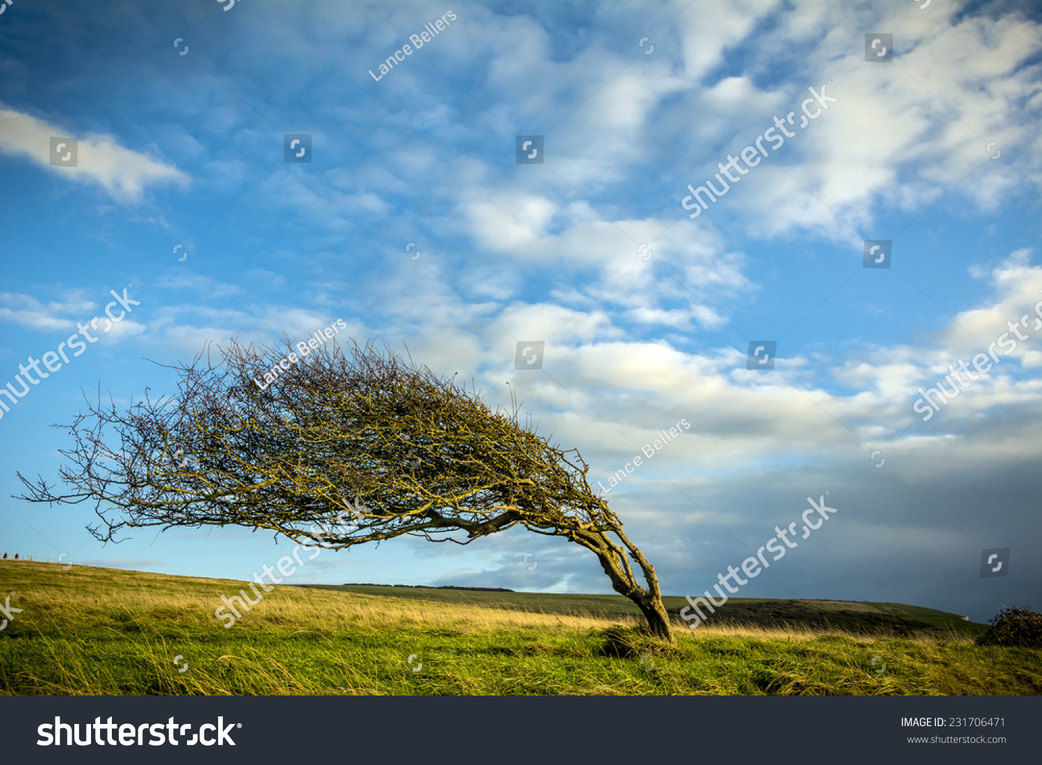 819 Windblown tree Snímků, stock fotografií a vektorů | Shutterstock