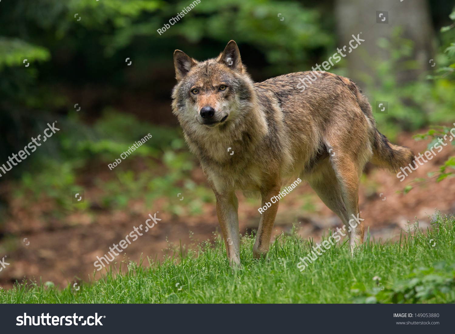 Wolf Stock Photo (Edit Now) 149053880