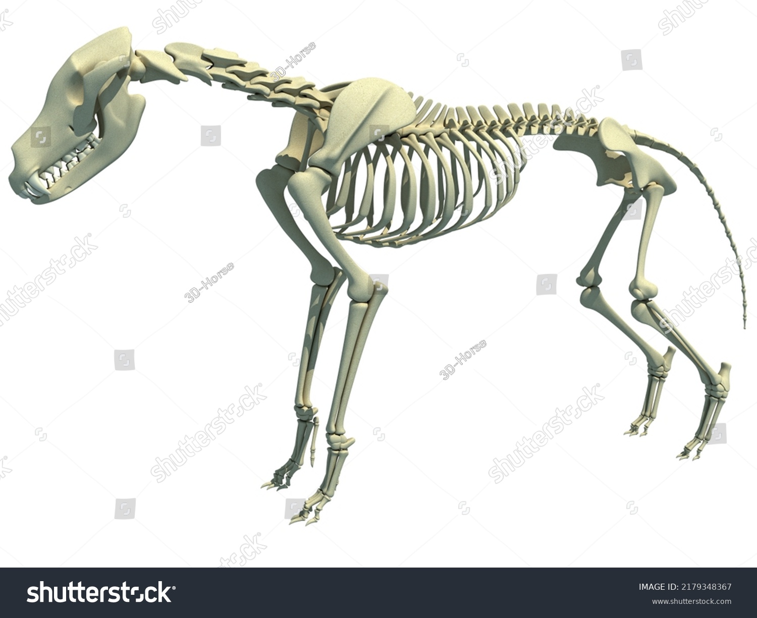 Wolf skeleton : 1 630 images, photos et images vectorielles de stock ...
