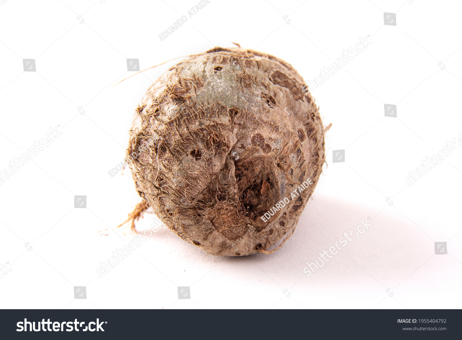 Yam Root On White Background Stock Photo 1955404792 | Shutterstock