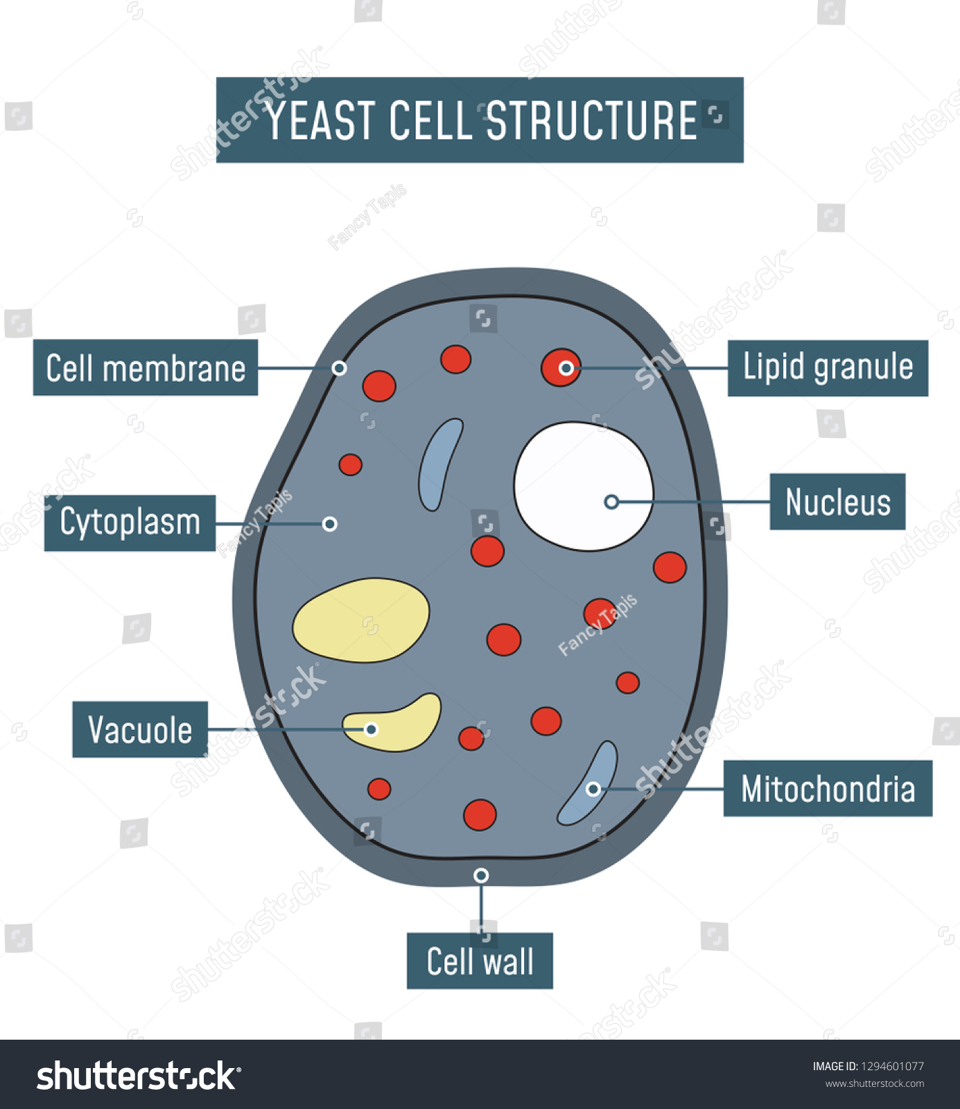 Yeast Cell Structure 스톡 일러스트 1294601077 | Shutterstock