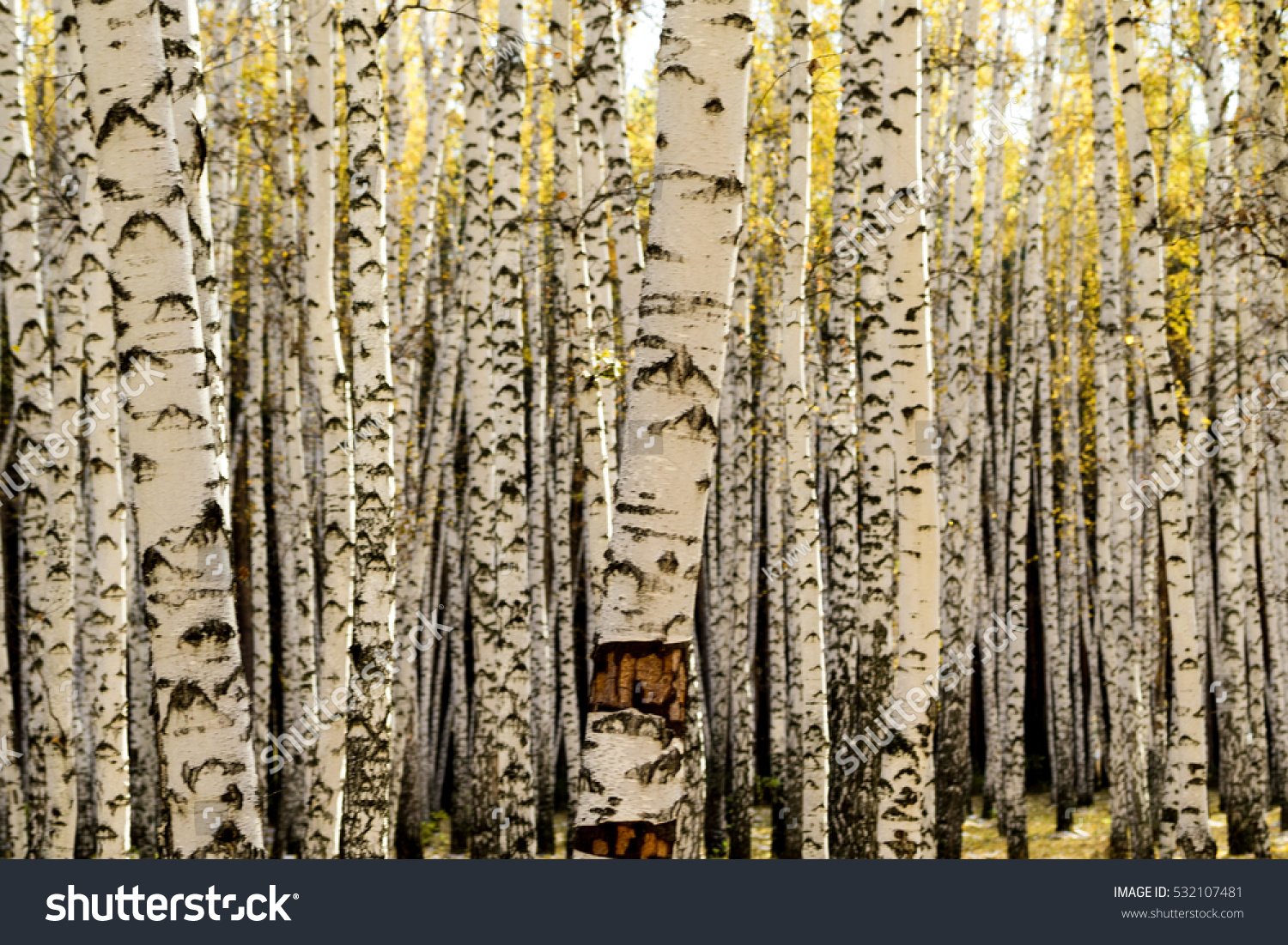 Yellow Birch Forest Late Autumn Stock Photo (Edit Now) 532107481 ... Yellow Birch Forest Late Autumn Stock Photo (Edit Now) 532107481 ...
