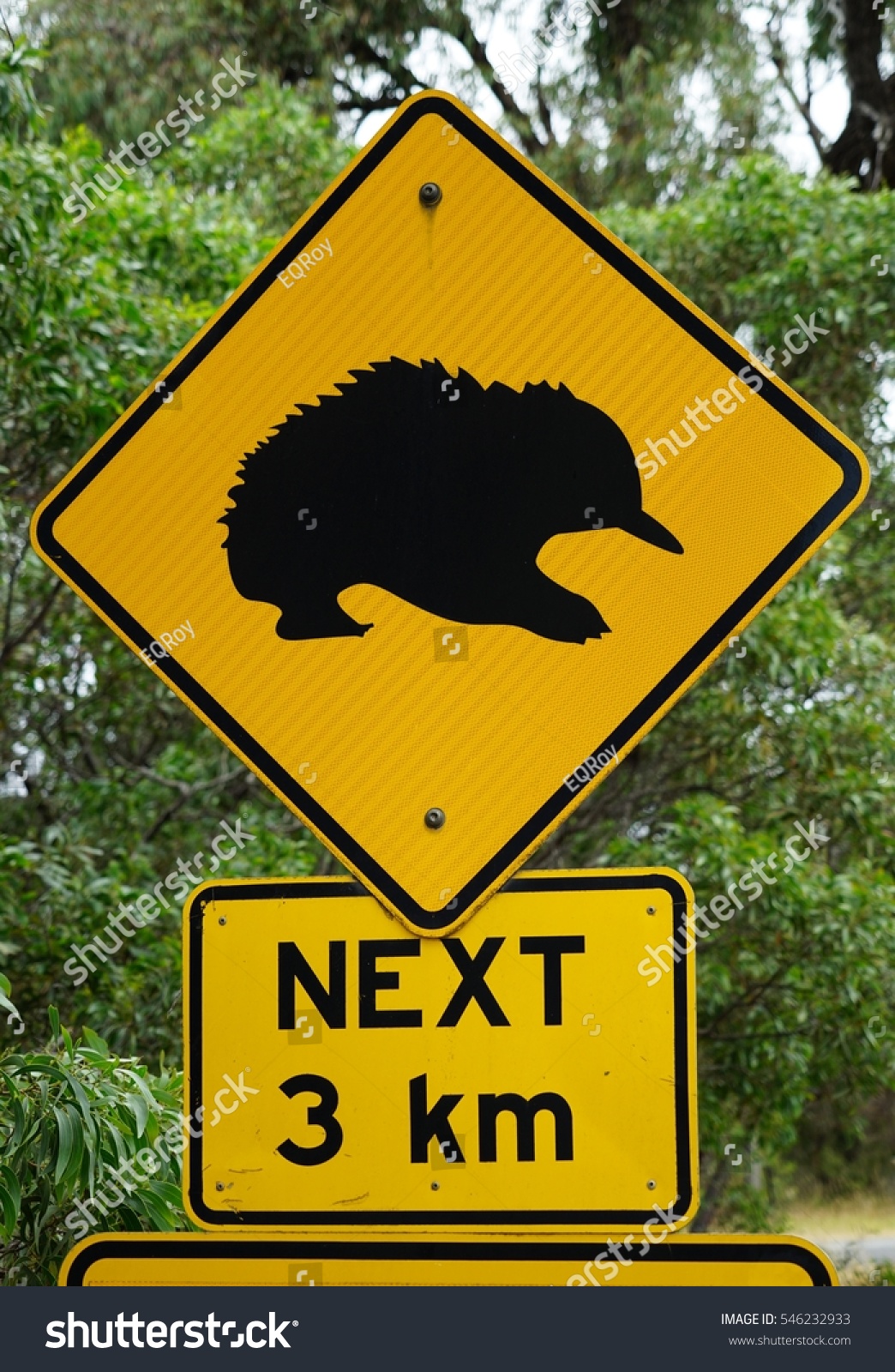 Yellow Road Sign Signaling Danger About Echidna Crossing On The Great Ocean Road In Australia