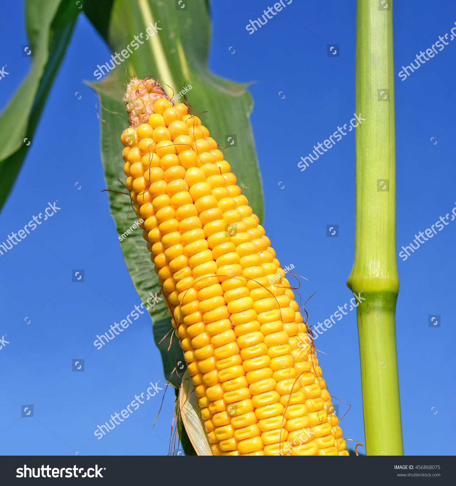 Young Corn Stock Photo 456868075 | Shutterstock