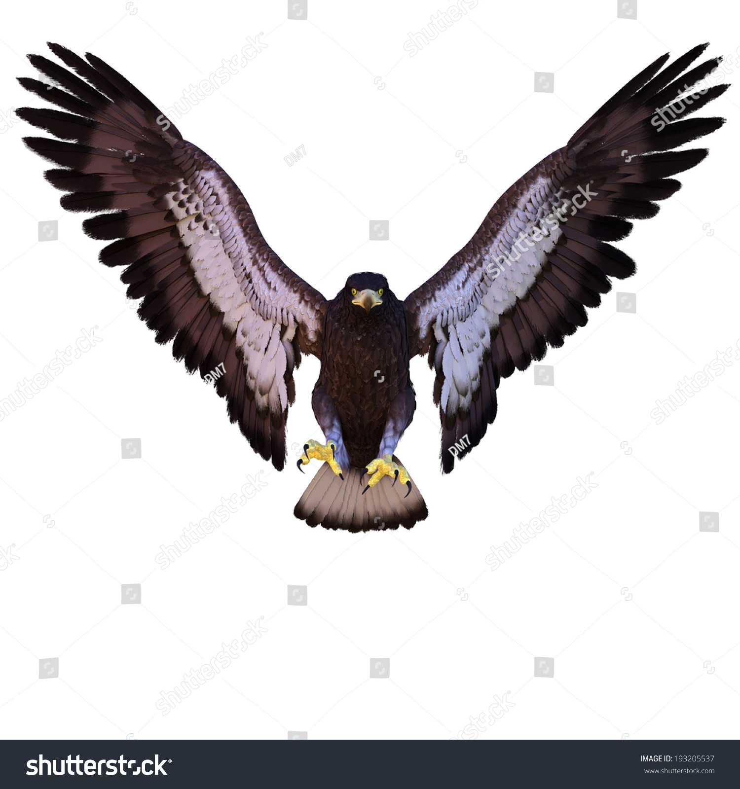 Young Eagle Front View Stock Illustration 193205537 - Shutterstock