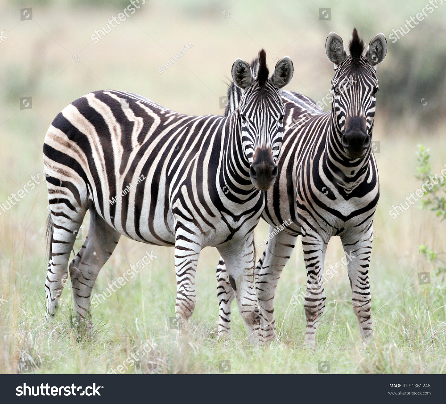 Zebra Bite Stock Photo 91361246 - Shutterstock