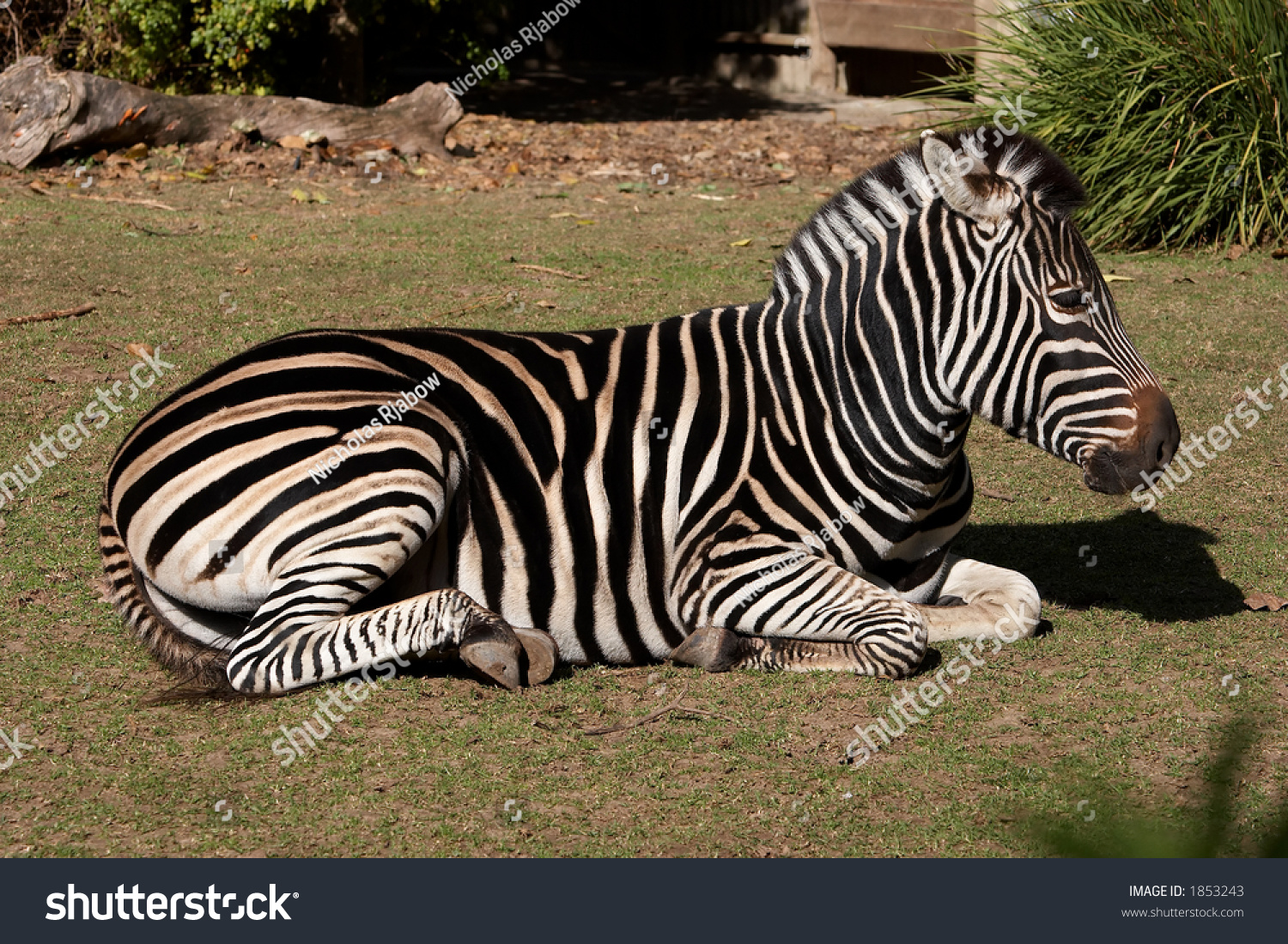 Zebra Lying Down Stock Photo (Edit Now) 1853243