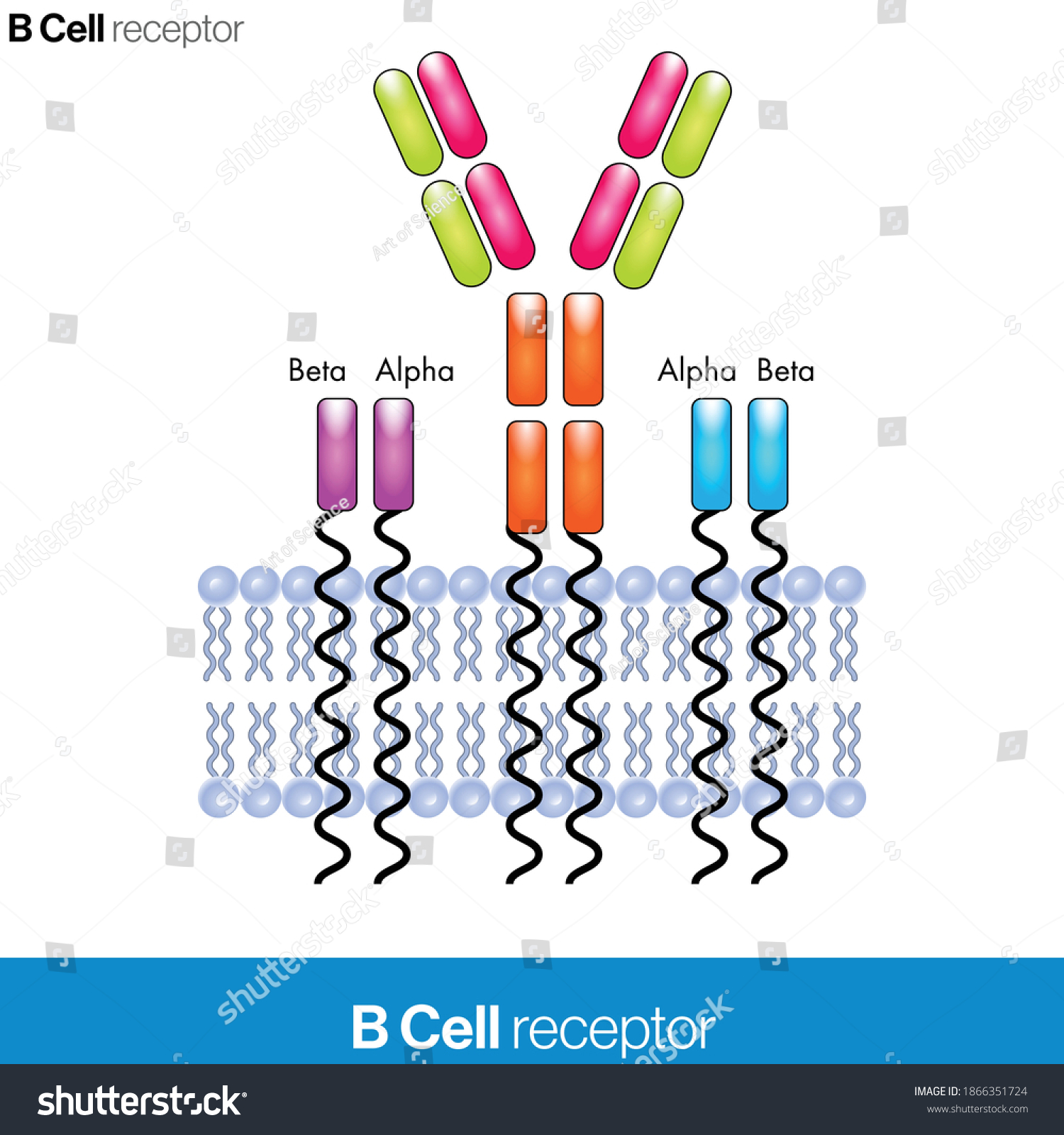 B Cell Receptor Molecular Structure Vector Stock Vector (Royalty Free ...