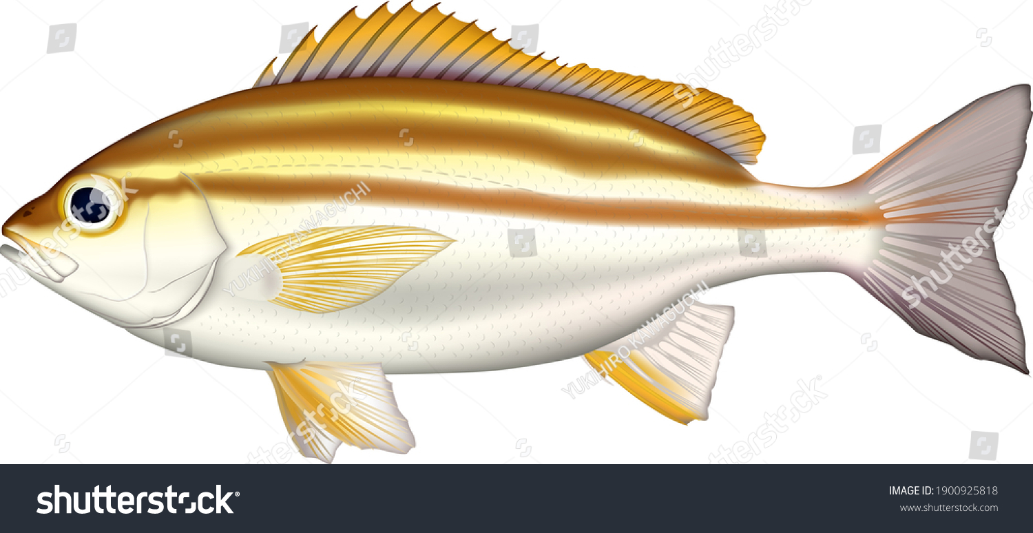 Chicken Grunt Fish Illustration Vector Eps Stock Vector (Royalty Free ...