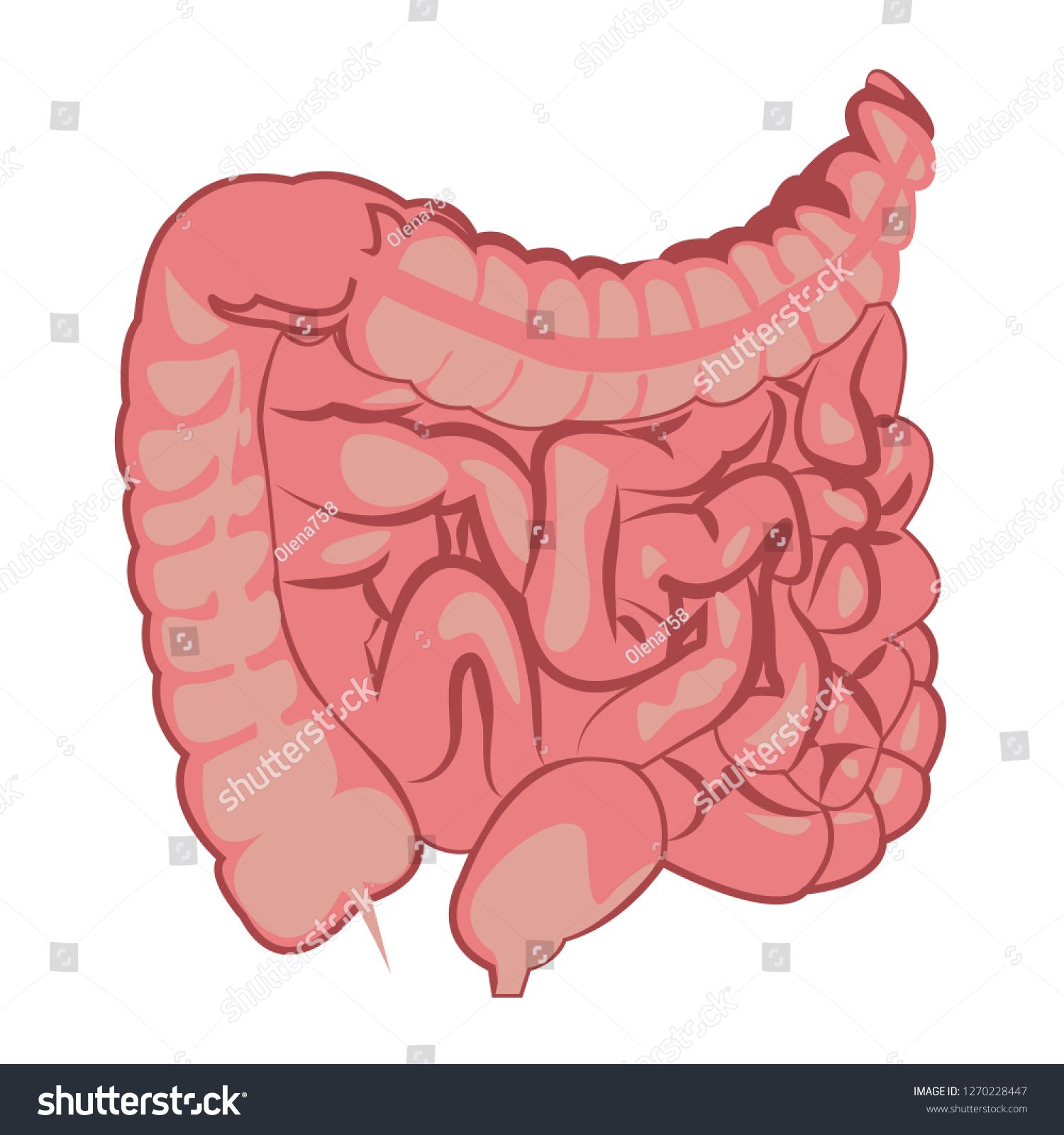 Colon Intestinal Tract System Vector Illustration: เวกเตอร์สต็อก (ปลอด ...