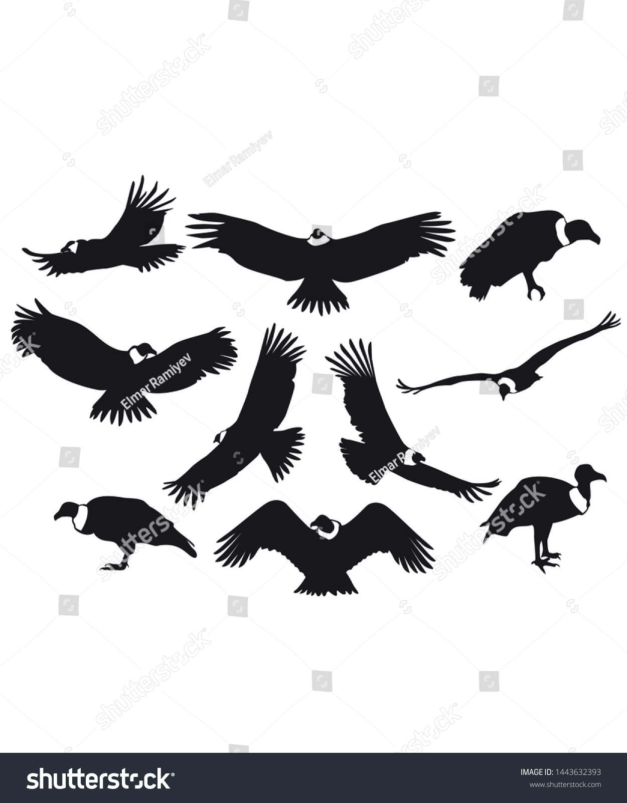 49,126 ilustraciones de Condor vector - Ilustraciones, imágenes y ...